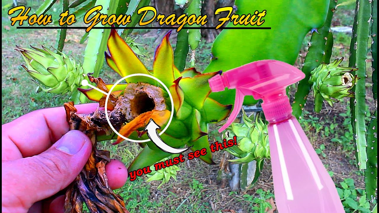 HOW TO GROW DRAGON FRUIT - YouTube