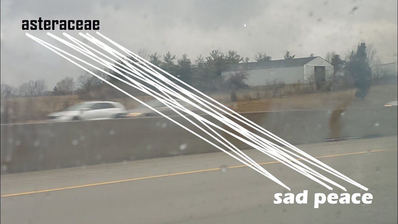 asteraceae - sad peace/spilled water over the bridge (full album ...