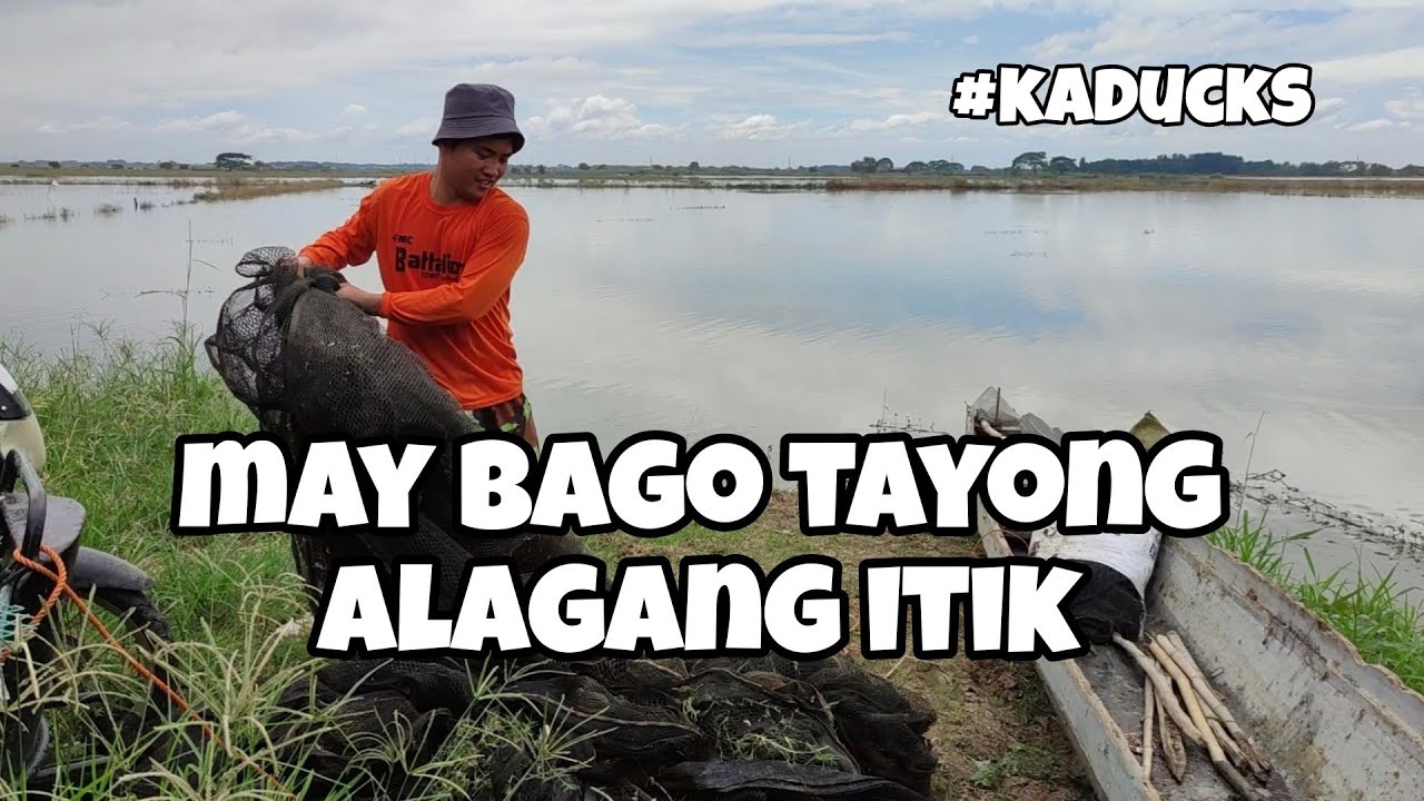 EP81 - MGA ALAGANG ITIK, BAGONG DUMALAGA ISASAMPA SA POULTRY #Kaducks ...