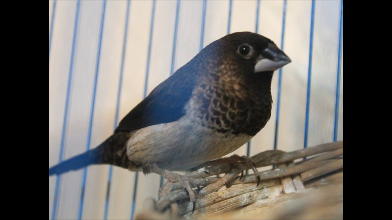 Японский и зебровый амадины//Japanese and finches - YouTube