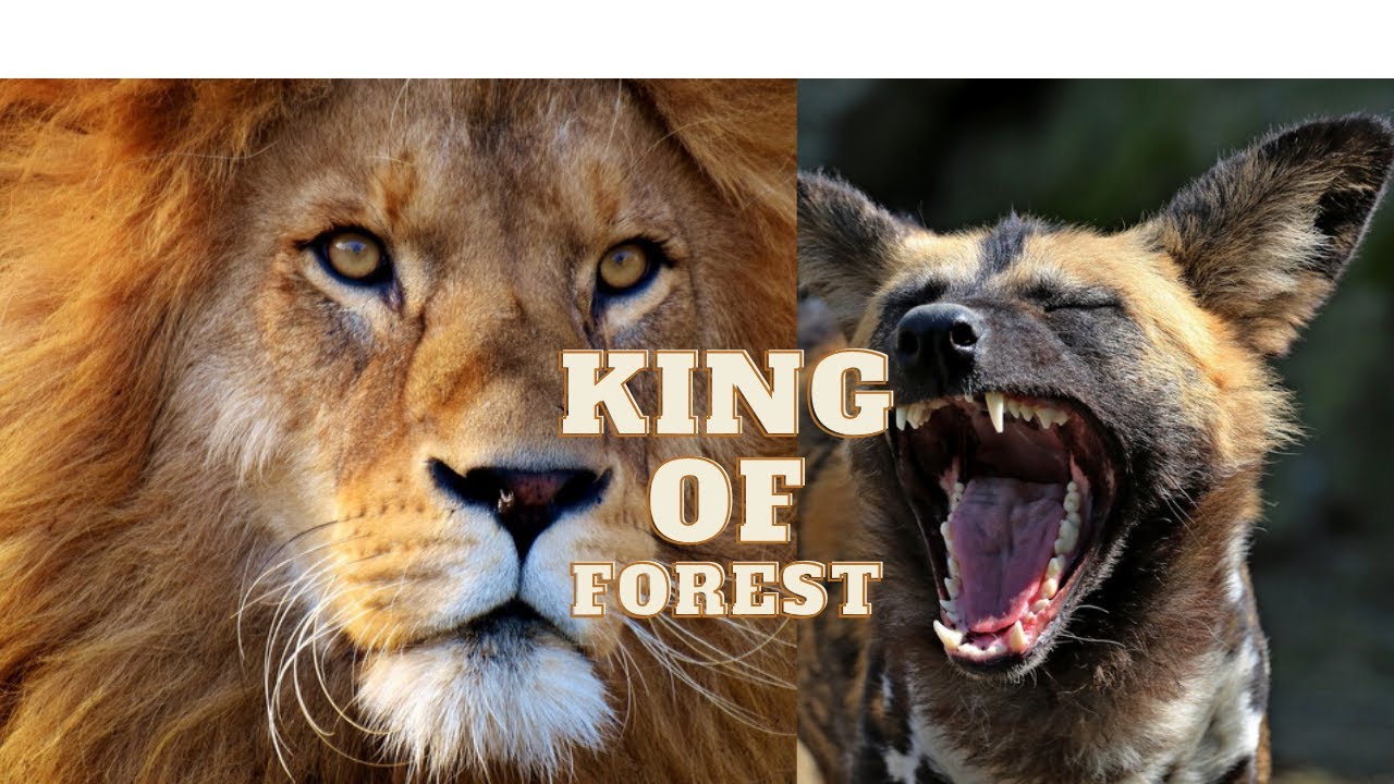 THE KING OF FOREST ||IS THE LION KING OF FOREST????? - YouTube