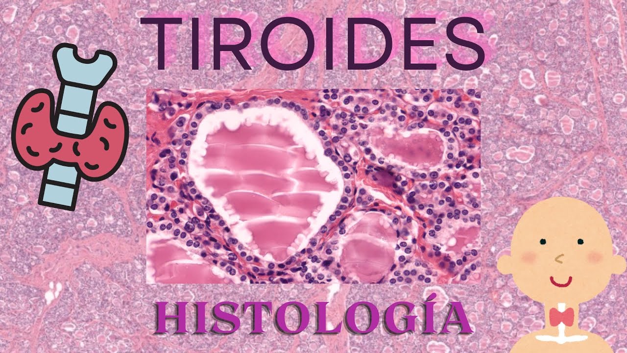 Histología de Tiroides - YouTube