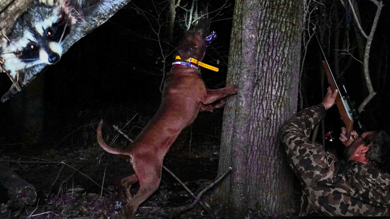 COON HUNTING with Dogs//Over 50 years of experience!! - YouTube