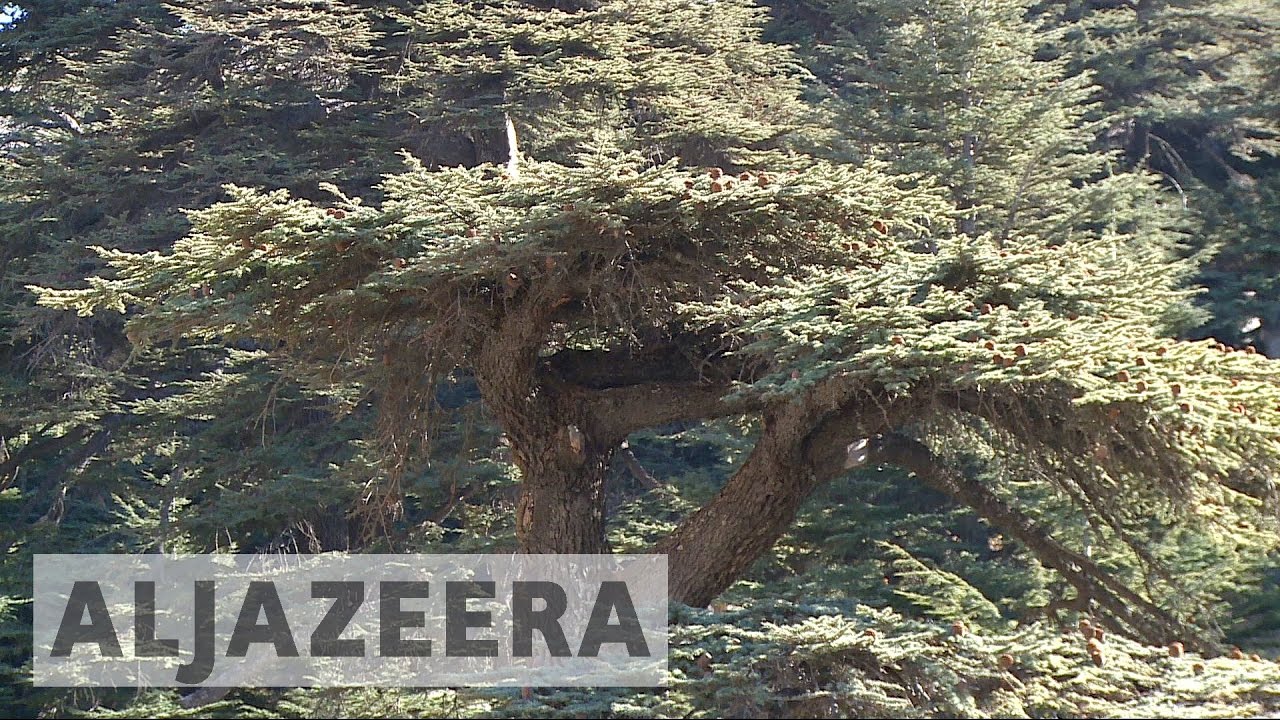 Lebanon launches campaign to save the Cedar tree - YouTube