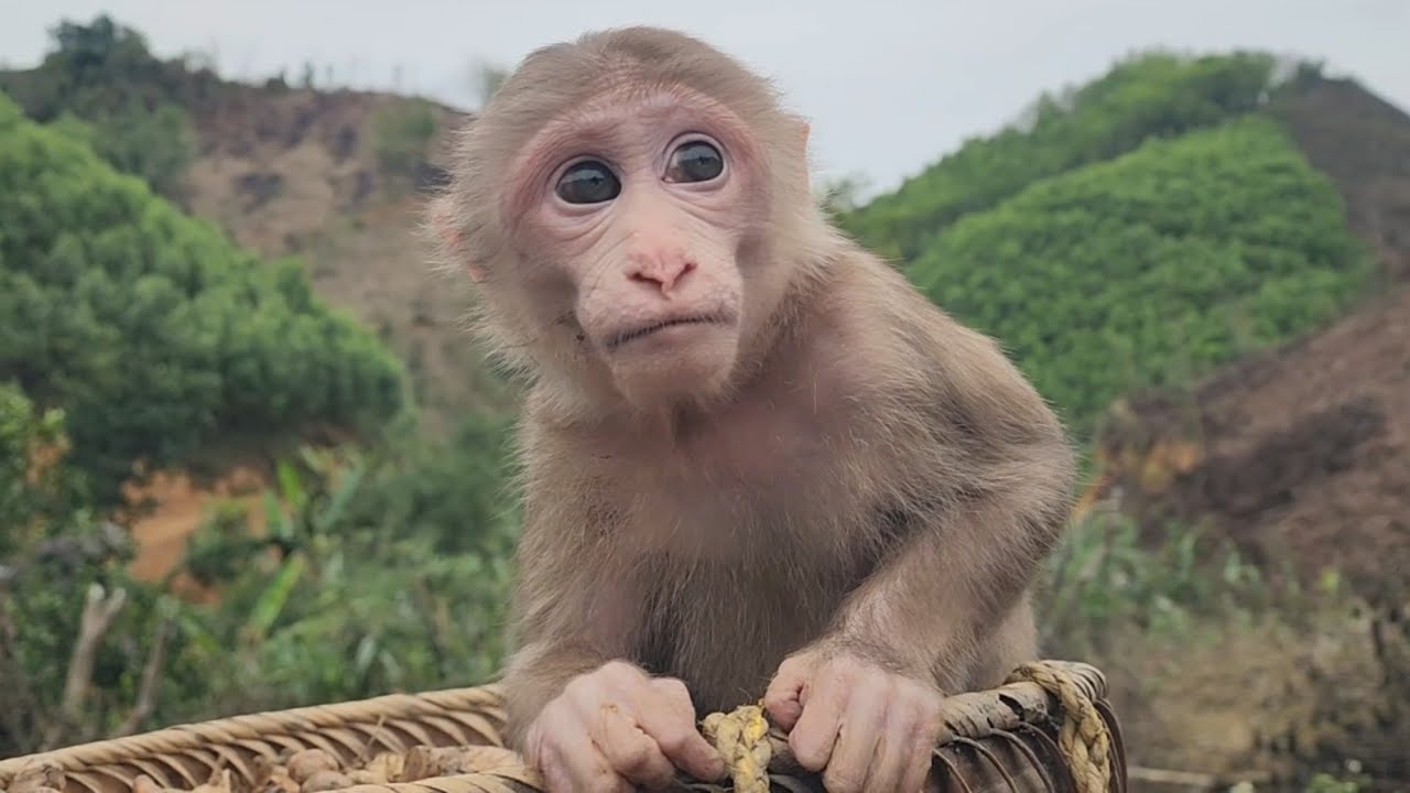 Bubu and Van start a new farming season, Is Bubu alive or dead? - YouTube