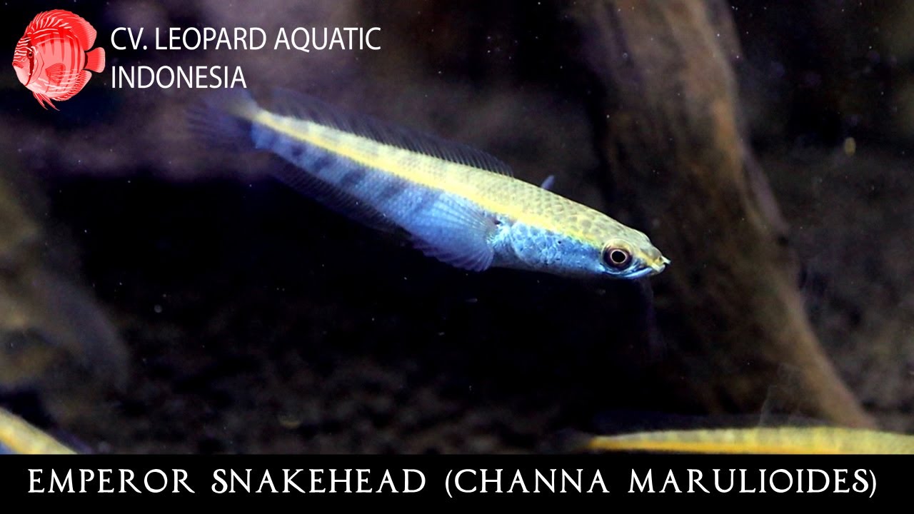 Channa marulioides. The ALMIGHTY Emperor Snakehead! (Leopard Aquatic ...