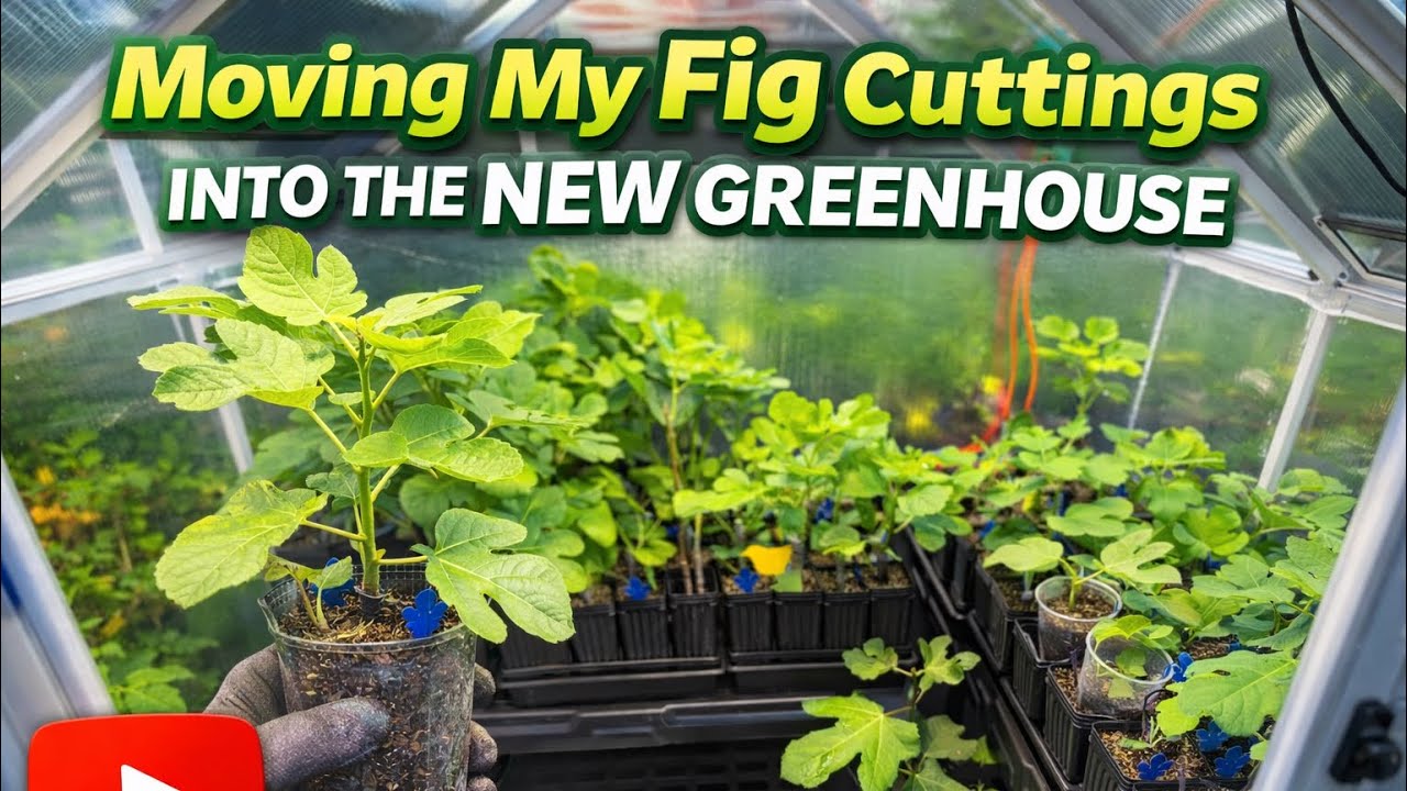 👉 Moving Fig Cuttings From an IBC Tote to the Greenhouse 🌱 - YouTube