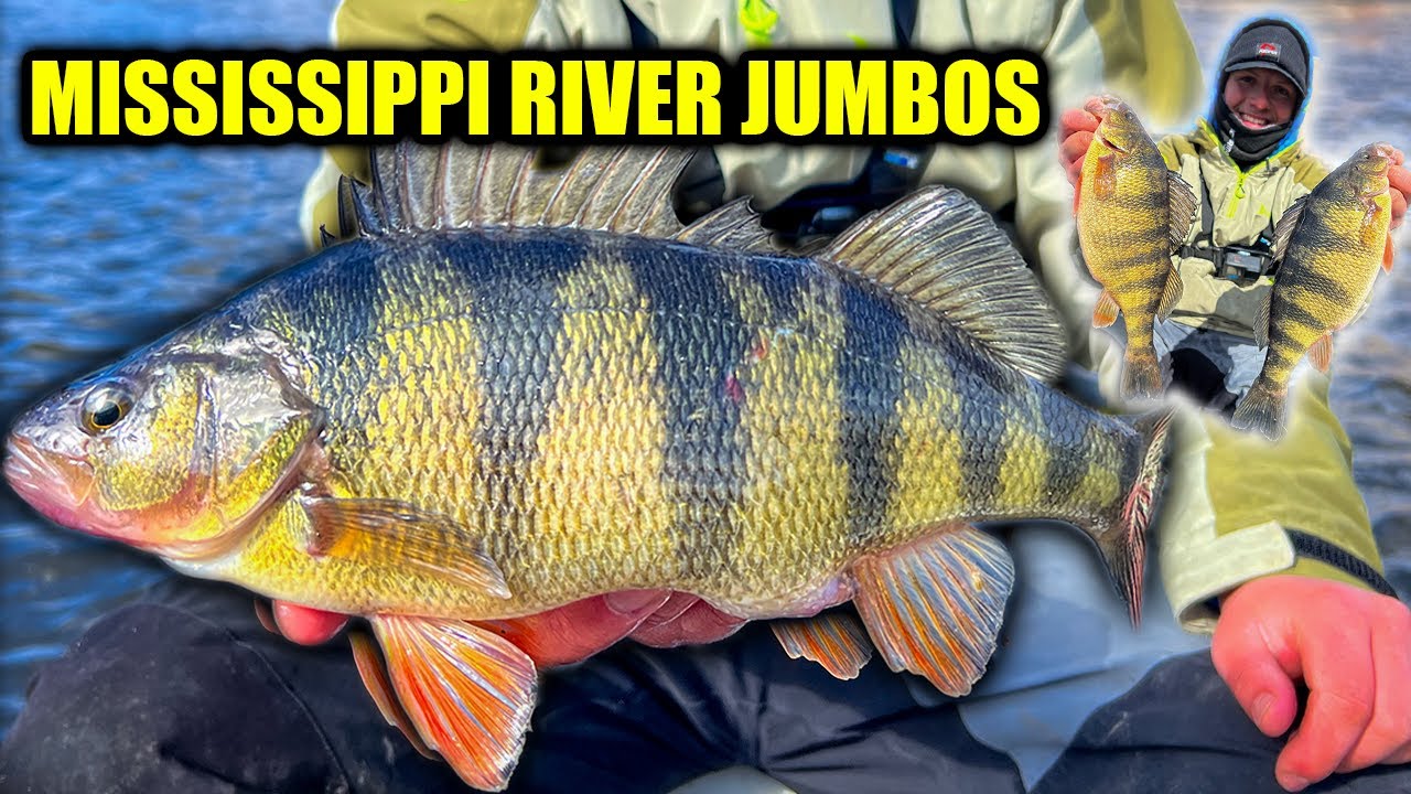 Mississippi River JUMBOS: Spring Perch Fishing - YouTube