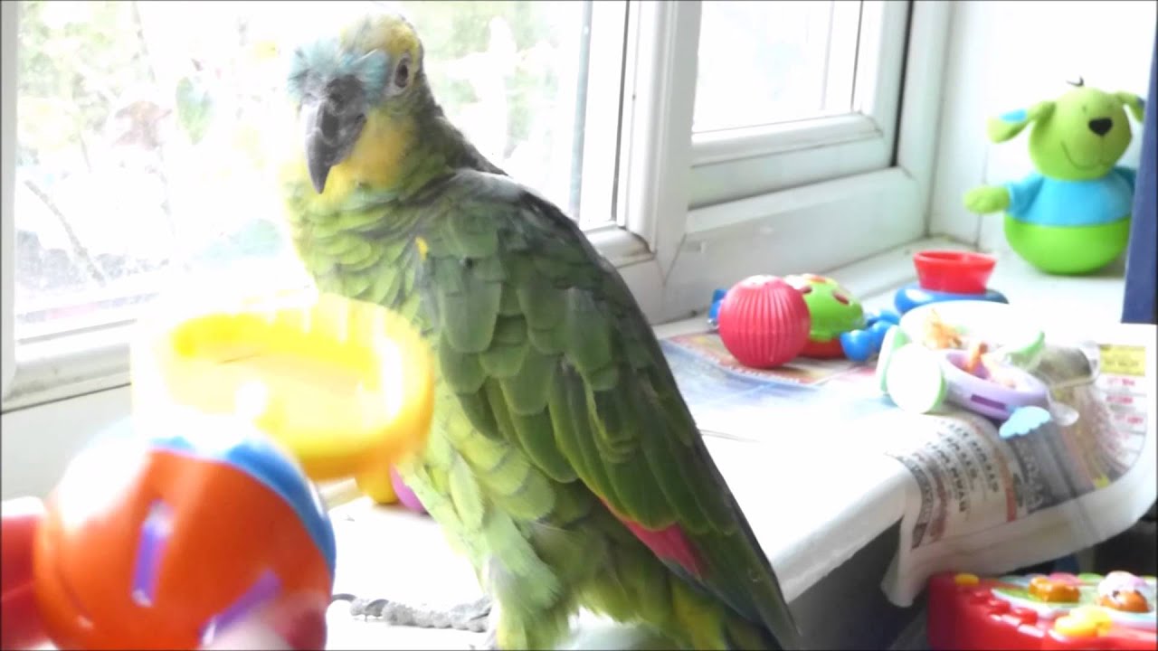 Henry The Amazon Parrot Weight Lifting - YouTube