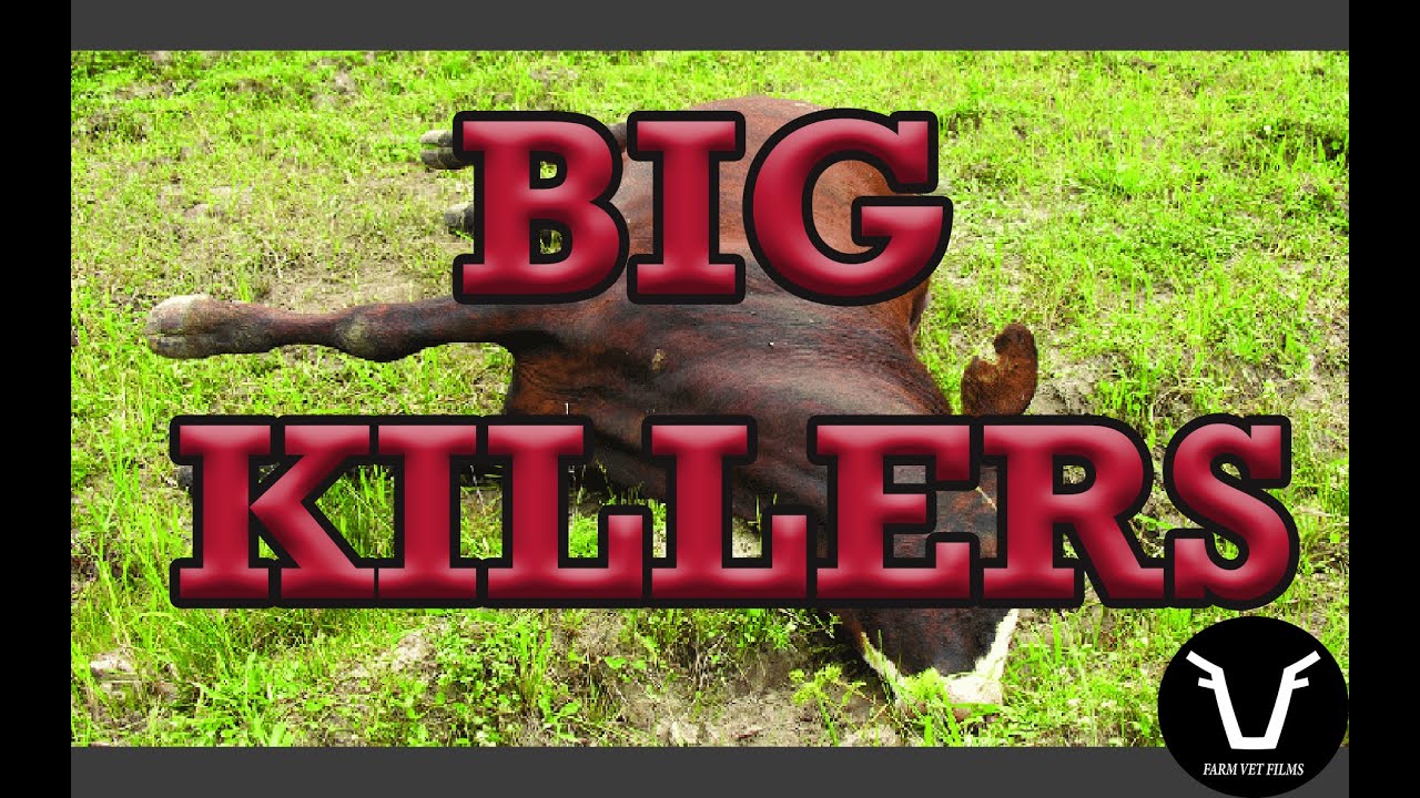 PULPY KIDNEY, BLACKLEG AND FRIENDS: CLOSTRIDIAL DISEASE IN LIVESTOCK ...