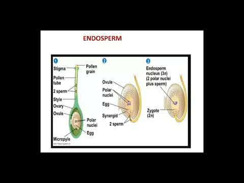 Endosperm; Definition, endospermic and non endospermic seeds... - YouTube