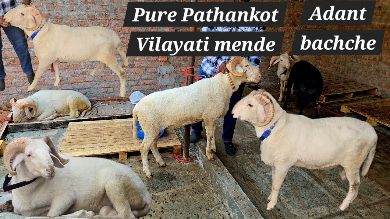 Pure Pathankot vilayati mende available in A R Farm | heavyweight ...