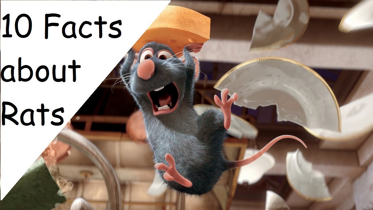 10 Facts about Rats - YouTube