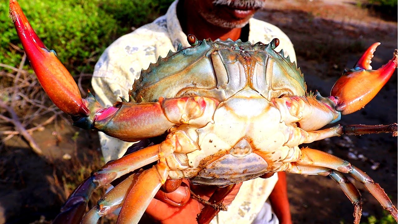 Unique Way of Mud Crabs Catching / Handline Crabs catch - YouTube
