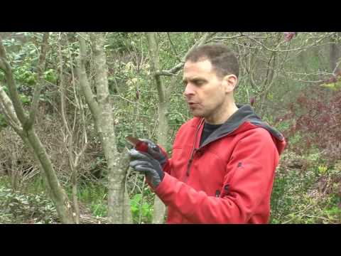 How To Recover A Dying Maple Tree