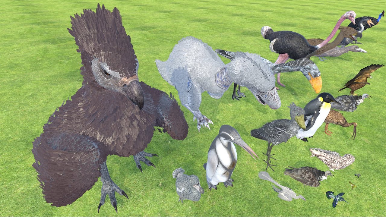 Bird Body Length Comparison 3D Animation - Argentavis magnificens Vs ...