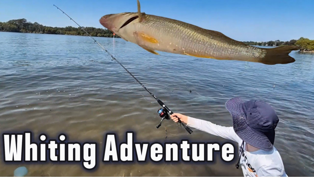 Australian Fishing Adventure - Sand Whiting - South East Queensland ...