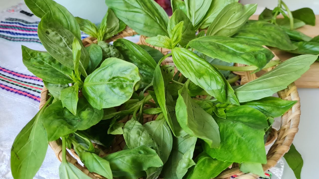 Busuioc - plantă miraculoasă - YouTube