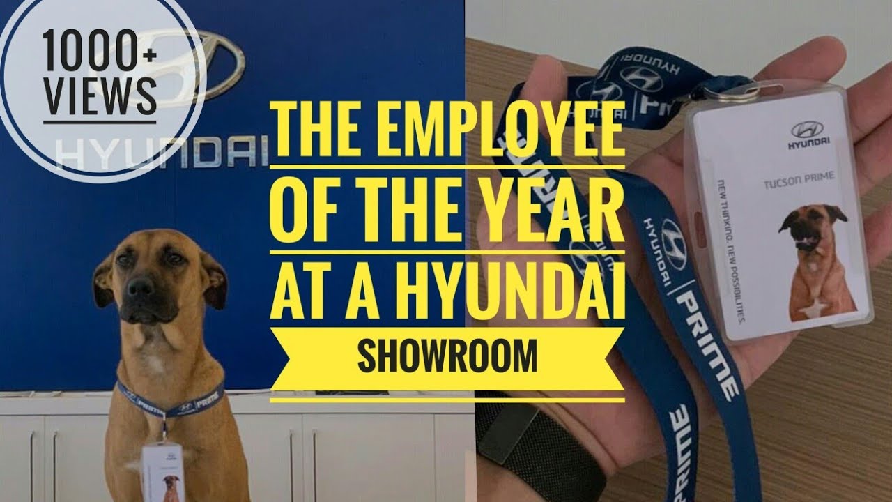 TUCSON PRIME - STREET DOG | EMPLOYEE OF THE YEAR | HYUNDAI | CAR SALES ...