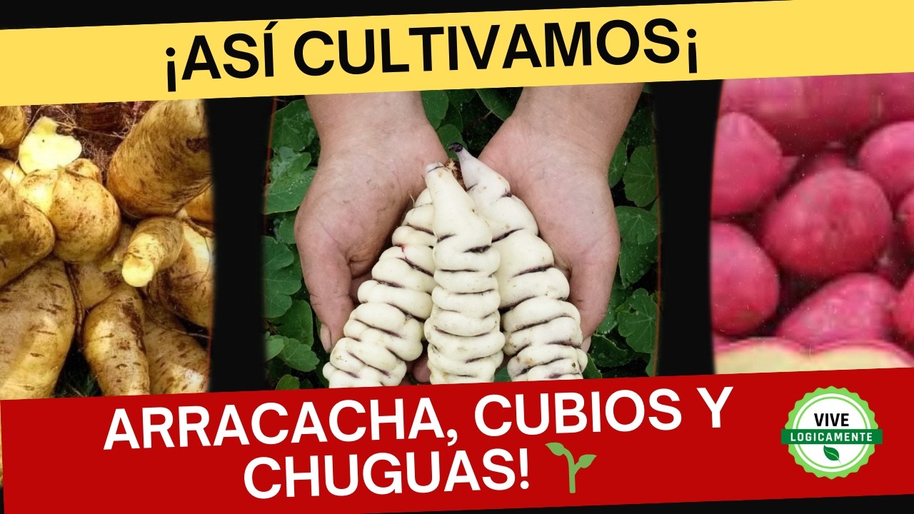 Alimentos Milenarios: Beneficios de la Arracacha, Cubios y Chuguas ...