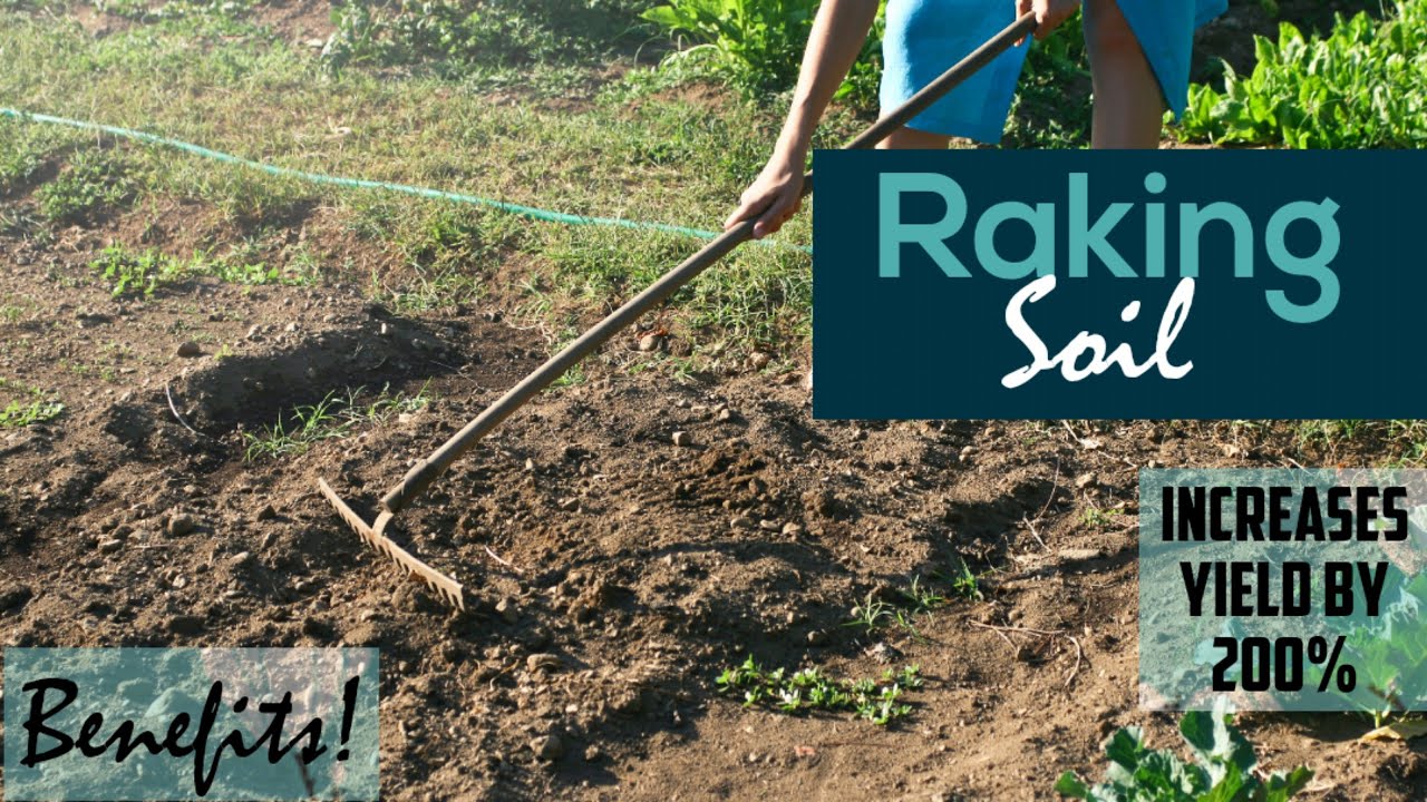 Raking-Benefits ,why to do? ,How to do? etc.. | Gardener the young # ...