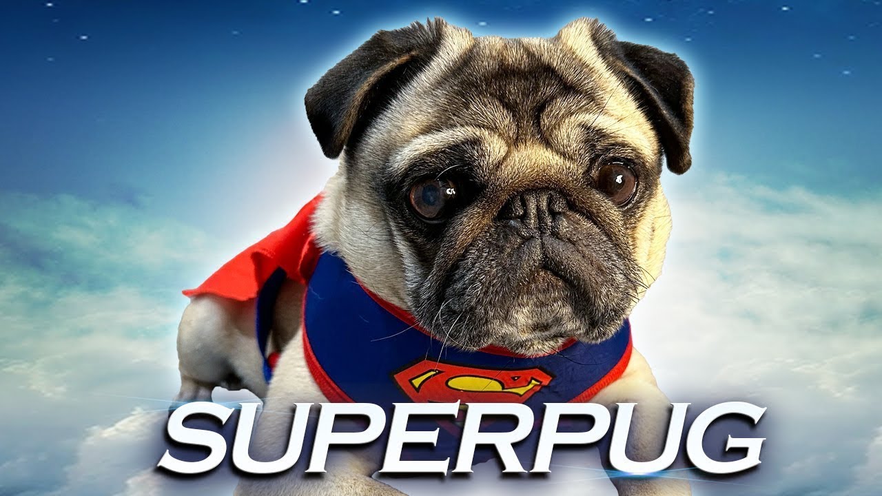 Superman 2025? 🦸‍♂️ NOPE, Meet SUPER PUG, the dog Superhero! 🐶 - YouTube