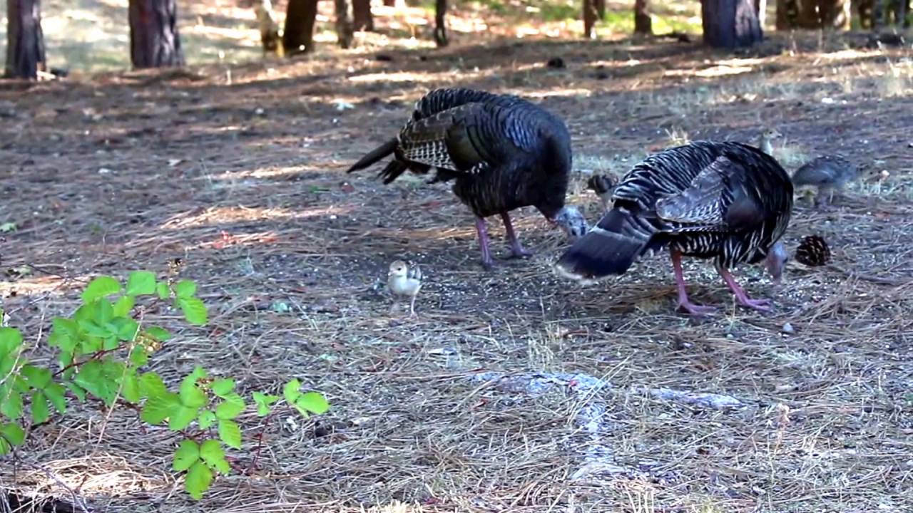 Baby Wild Turkeys - YouTube