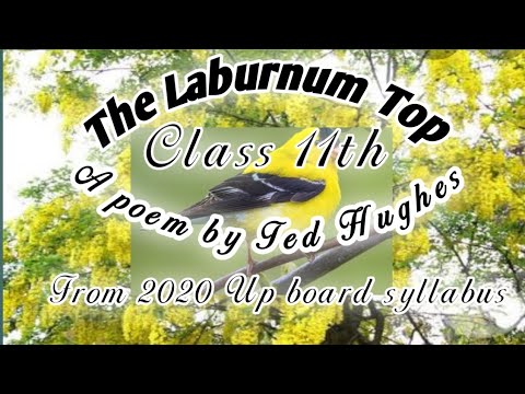 The Laburnum Top. A poem by Ted Hughes Class 11th up and CBSe bord ncrt ...
