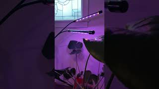 how to grow plants indoors with grow lights