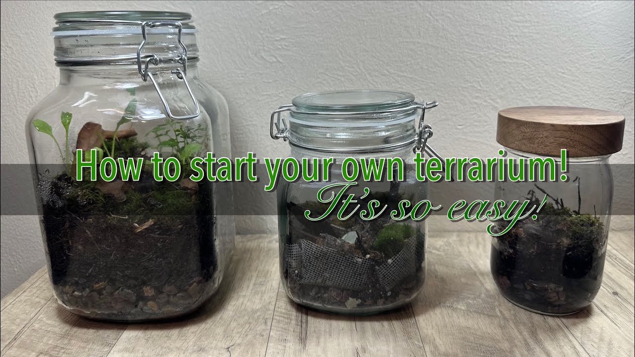 Step by step guide on creating your own closed ecosystems/terrariums ...