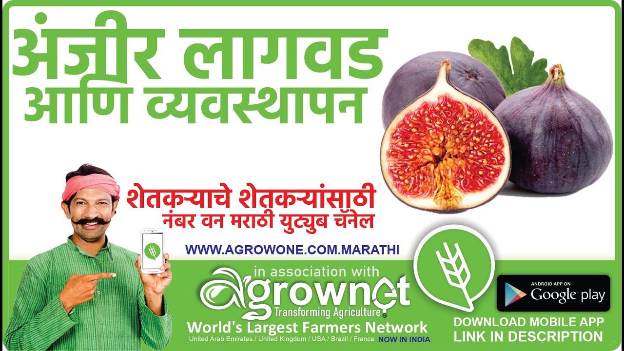अंजीर लागवड कशी करतात अंजीर लागवड आणि व्यवस्थापन Anjir अंजीर ची शेती ...