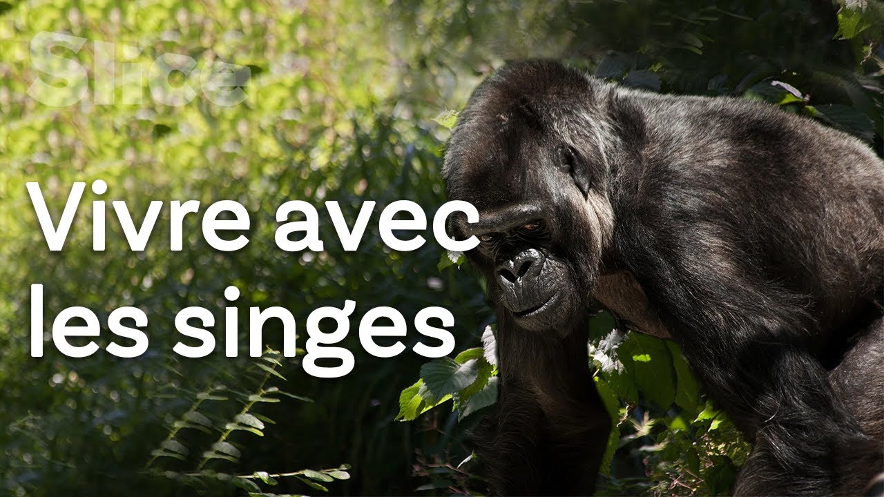 La relation entre l’Homme et le singe en Afrique | SLICE - YouTube