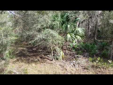 Central Florida public land WMA deer hunting Green Swamp - YouTube
