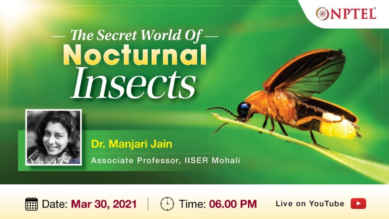 LIVE_The Secret World of Nocturnal Insects - YouTube