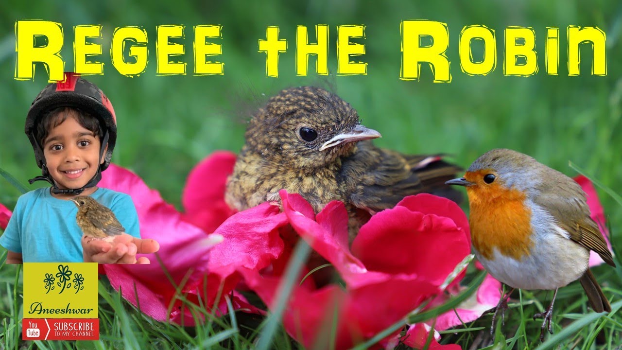 Baby robin hatching | Educational video for kids with Aneeshwar ...