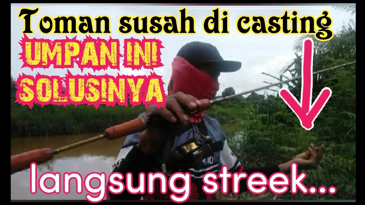 Mancing Toman monster. - YouTube
