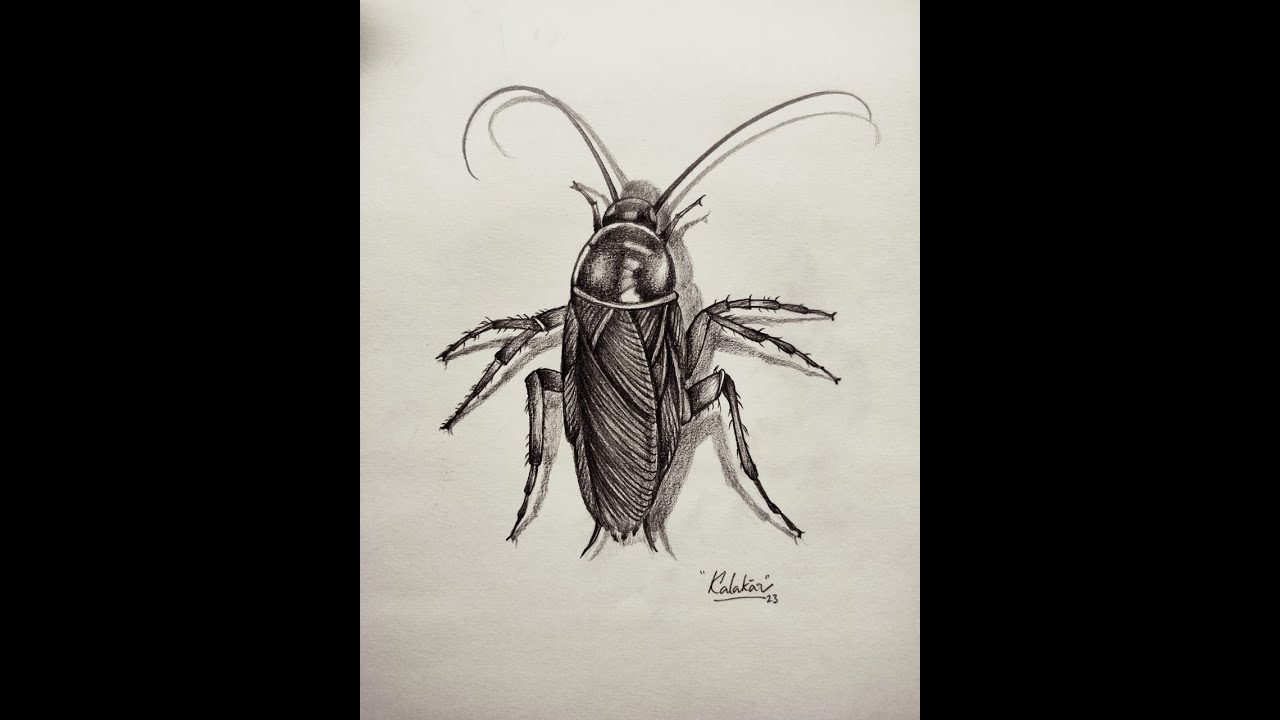 Cockroach Pencil Art Simple - YouTube
