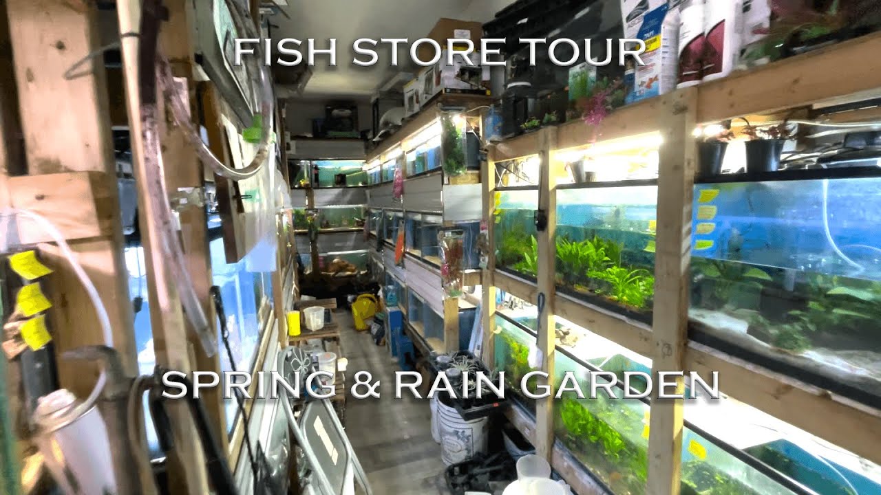 Fish Store Tour w/ Eric Duong - Spring & Rain Gardens Toronto - YouTube