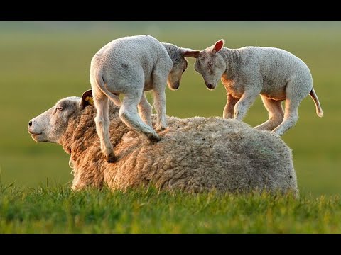 Kuzu sesi, koyun sesler, koyun sürüsü | yavru kuzu