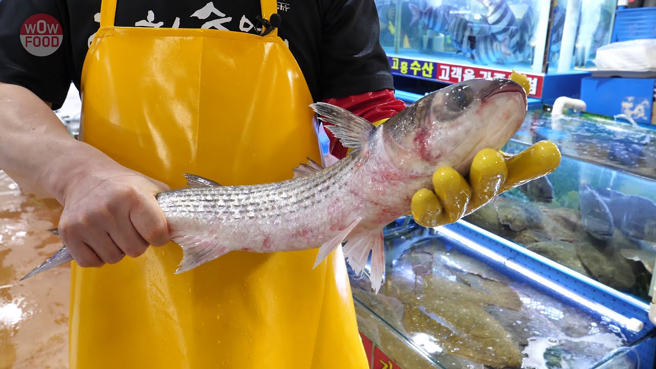 봄에는 꼭먹어야 하는 가성비 최강 횟감을 아시나요?/Living Mugil cephalus sashimi/Mullet ...