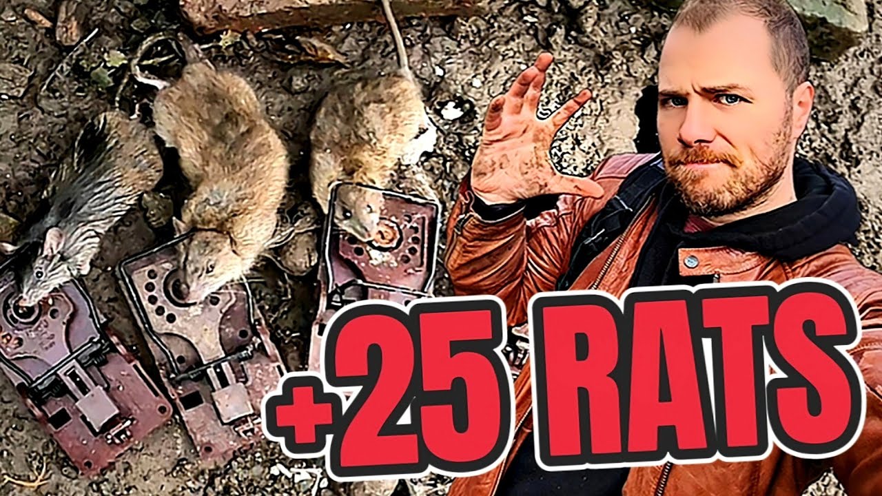 CARNAGE chez les RATS ! (ça tape à tout va !) - YouTube