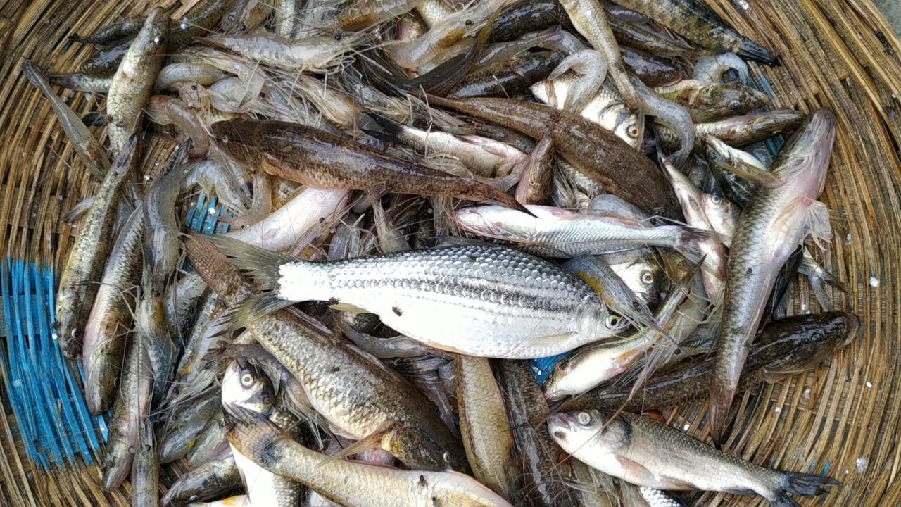 পদ্মার মাছ কিনে সব টাকা শেষ । খুবই উচ্চমূল্য| Fish of Padma । Fish ...