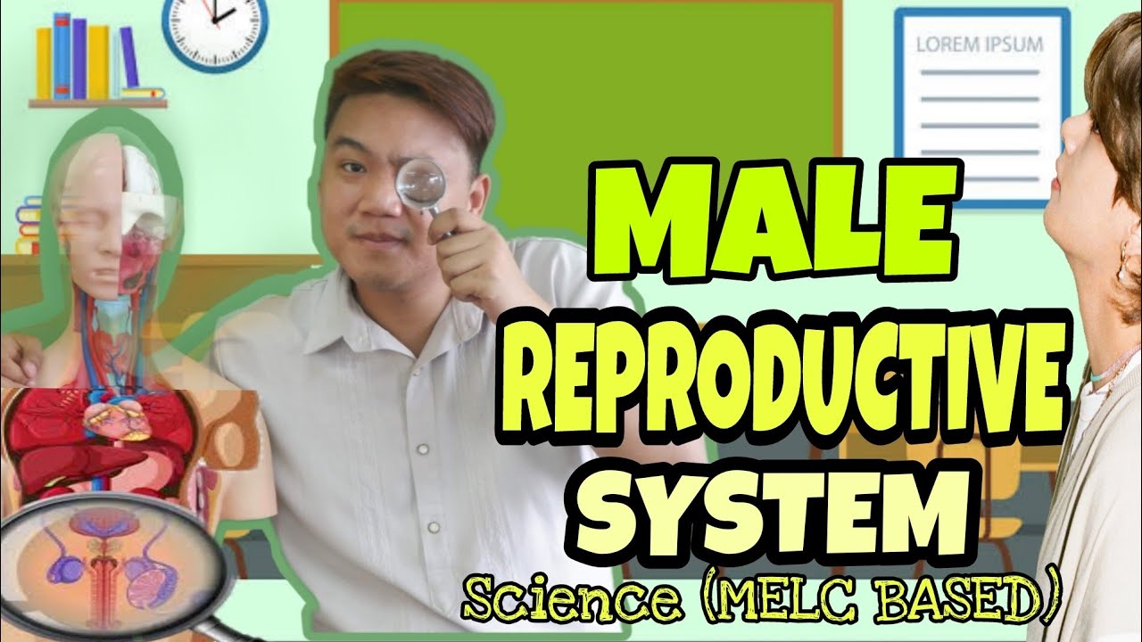 THE PARTS OF THE MALE REPRODUCTIVE SYTEM AND THEIR FUNCTIONS II SCIENCE ...