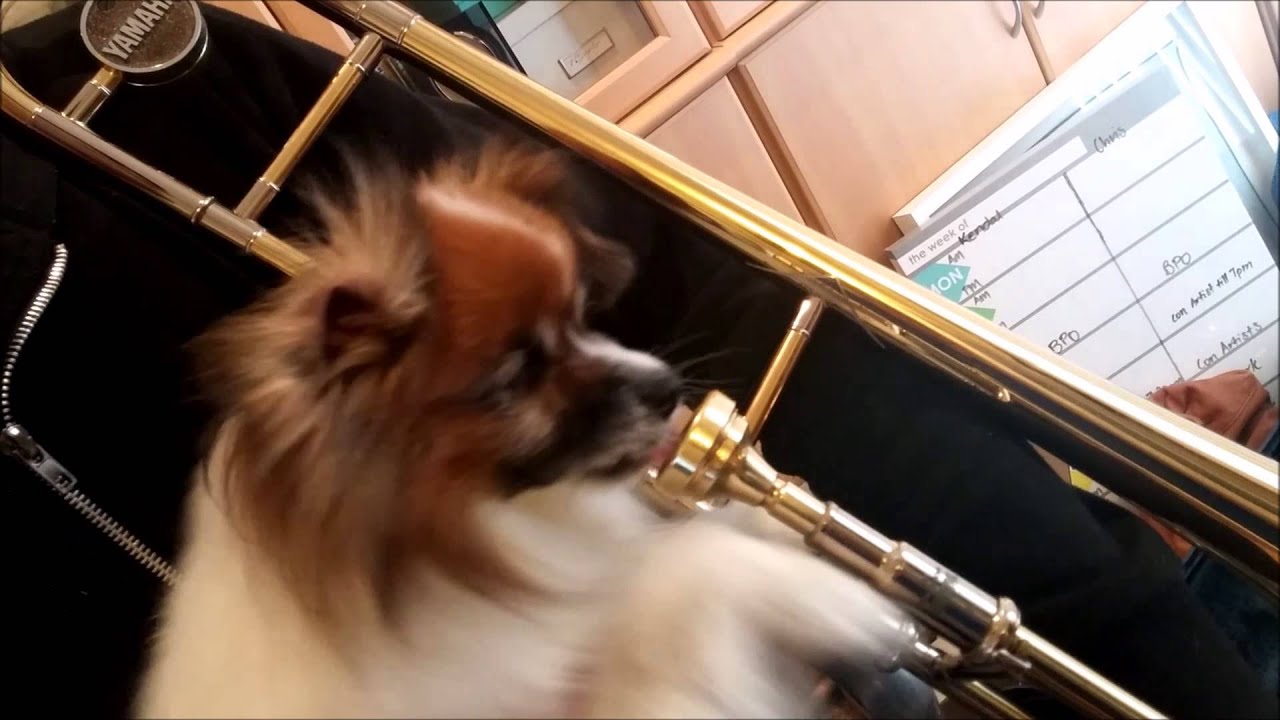 dog trombone - YouTube