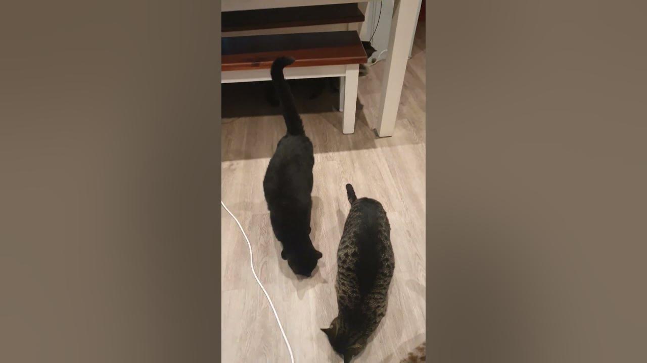 Introducing the catnip ball - YouTube