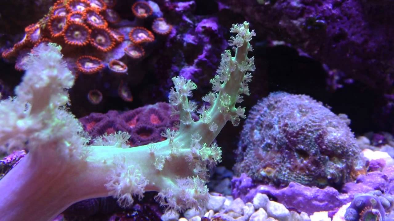 My Palau Nepthea Feeding - YouTube