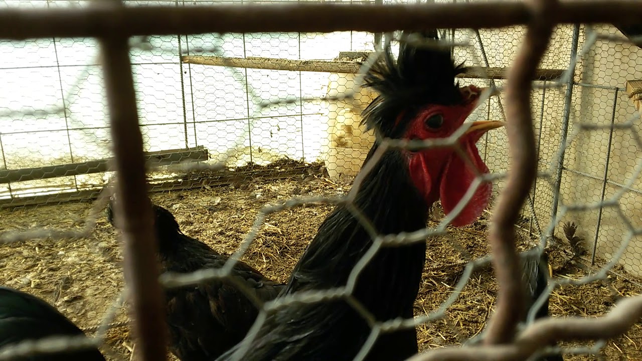 Gjeli Kendimgjat 71 sekonda - YouTube