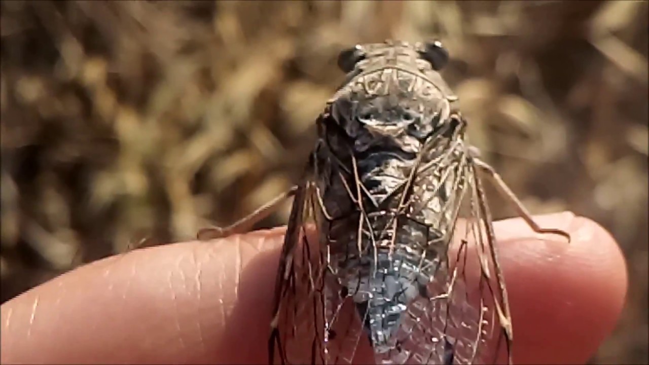 Ağustos Böceği ve İlginç Özellikleri... - YouTube