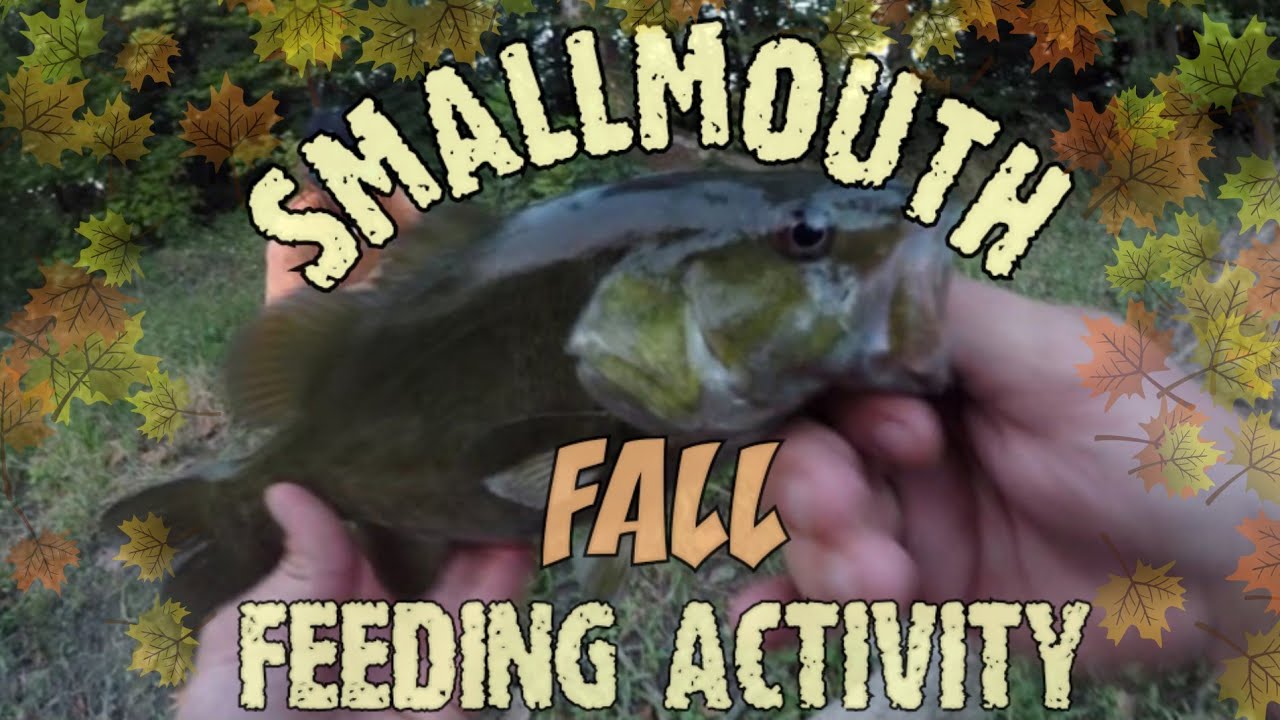 Smallmouth FALL FEEDING Activity (Mississinewa River) - Exploring ...