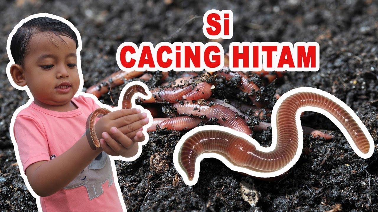Mencari CACING HITAM si Paling GESiT - YouTube